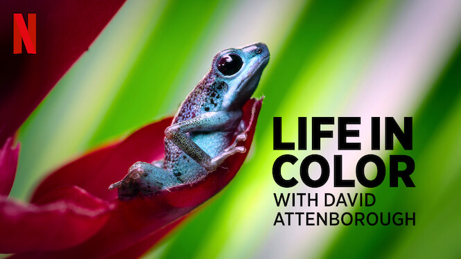 Life in Color with David Attenborough (2021) - Netflix | Flixable